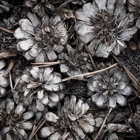 Fine Art Photography by Lane Wilson